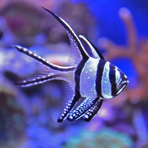 Marine Fish - Marine Spot