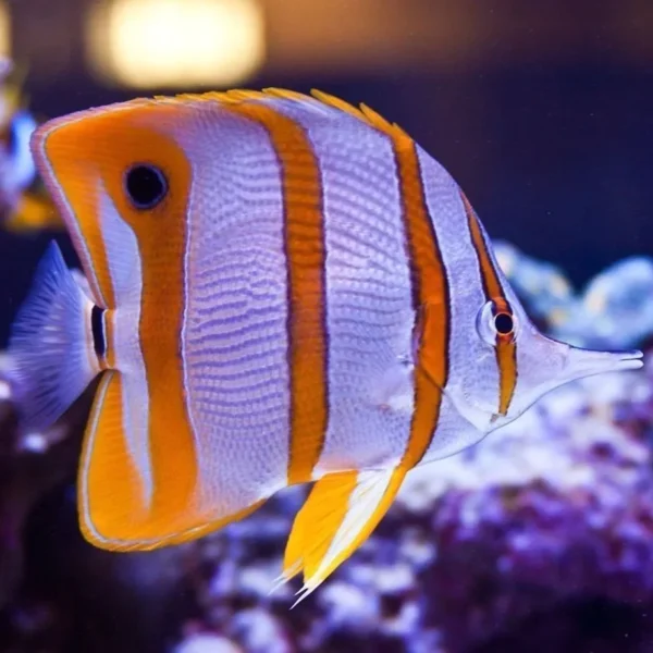 Copperband Butterfly - Marine Spot