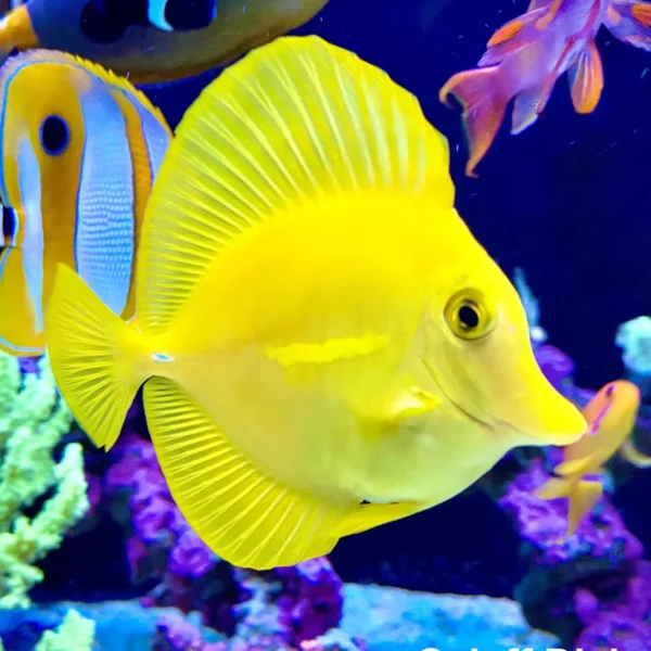 Yellow Tang - Hawaii - Marine Spot